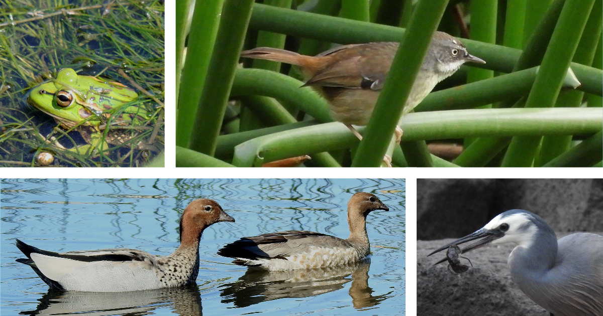 Moonee Ponds Creek, Strathmore - Walking Maps