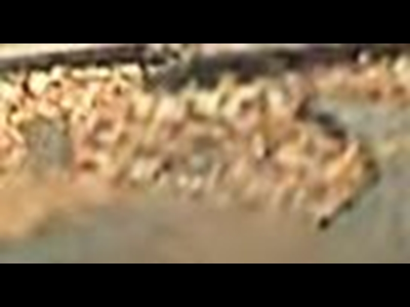 Prospect Walkability Audit - Walking Maps