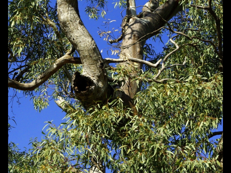 The Park - Wimmera River Walk No 1 - Dimboola - Walking Maps