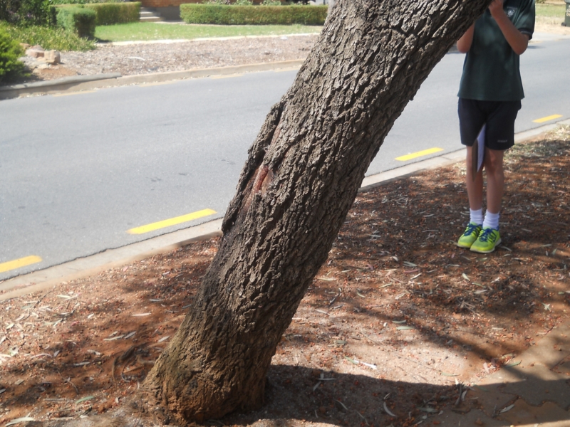 tyndale walkability - Walking Maps