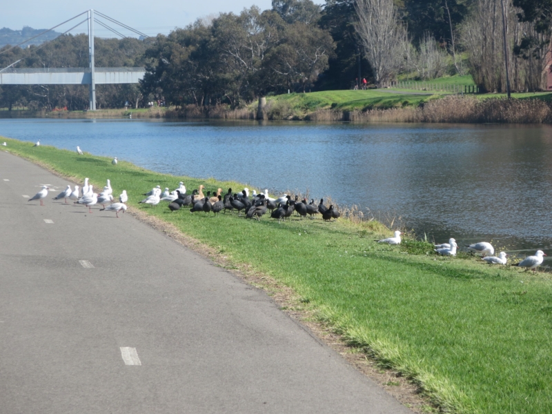Barwon River walk - Walking Maps