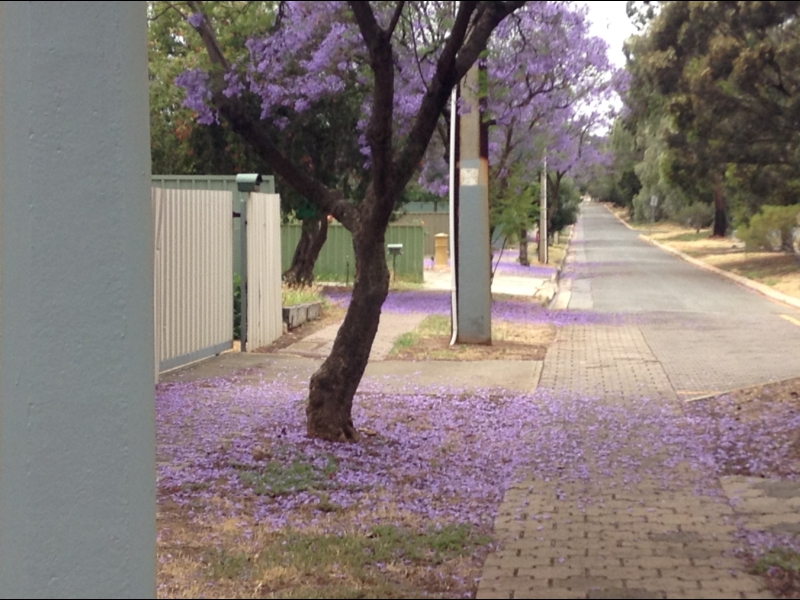 WALKABILITY- AUDIT PROJECT - Walking Maps