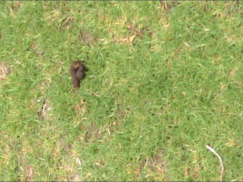 Walkability Audit project - Walking Maps