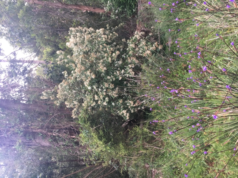 Harkaway Hills - Walking Maps