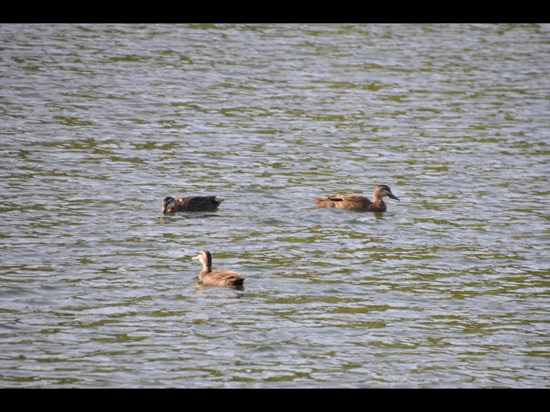 Cardinia Lakes - Walking Maps