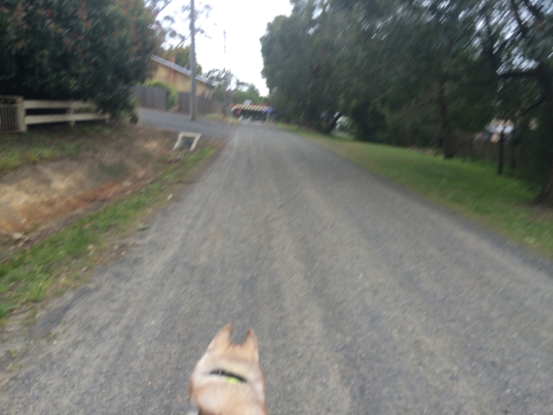 Upper Beaconsfield walk - Walking Maps