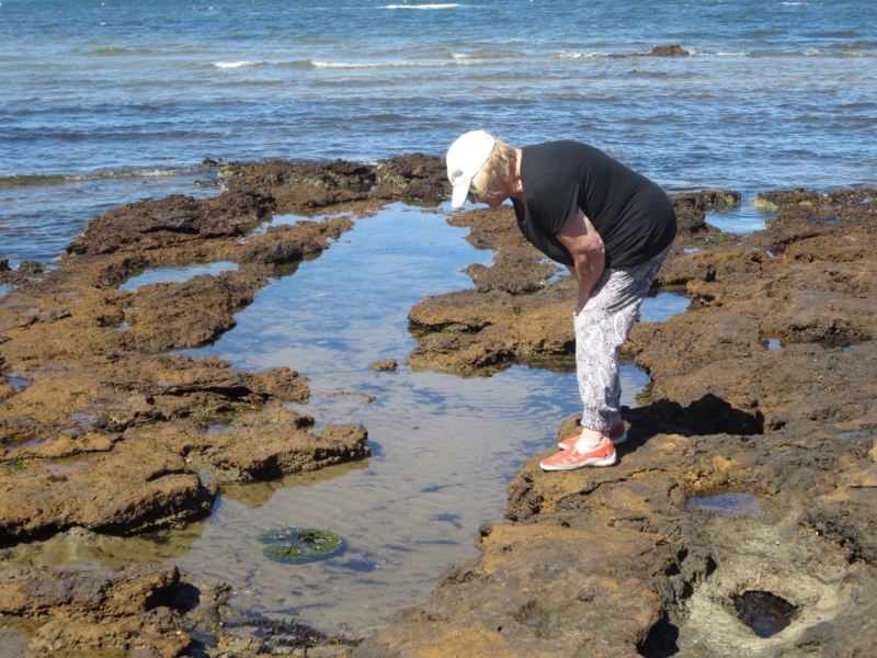 Black Rock Beach to Ricketts Point Marine Sanctuary - Walking Maps