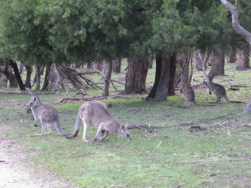 Lysterfield homesteads & farms - Walking Maps