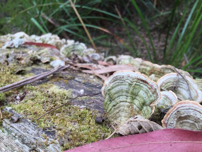 Endeavour Fern Gully rain forest walk, Red Hill - Walking Maps