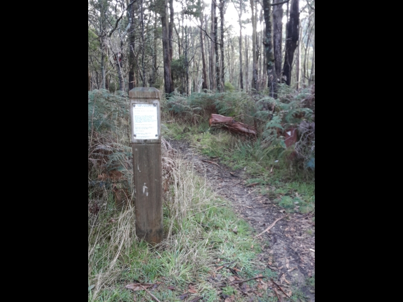 Blackwood Back Creek to St Erth Walk - Walking Maps