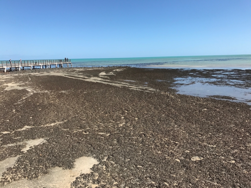 Boolagoorda Walk at Hamelin Pool, W.A. - Walking Maps