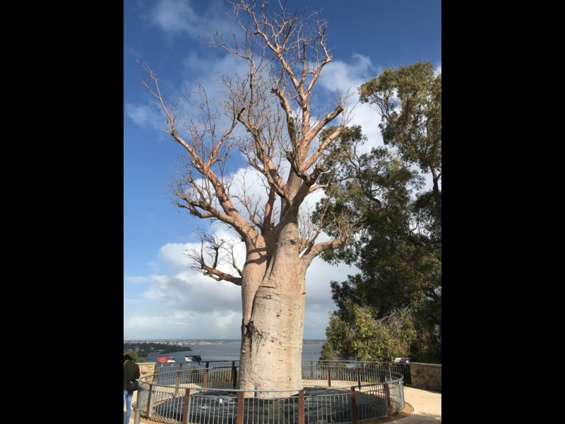 West Australian Botanic Garden Walk, Perth - Walking Maps