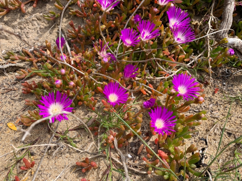 Point Addis walk - Walking Maps