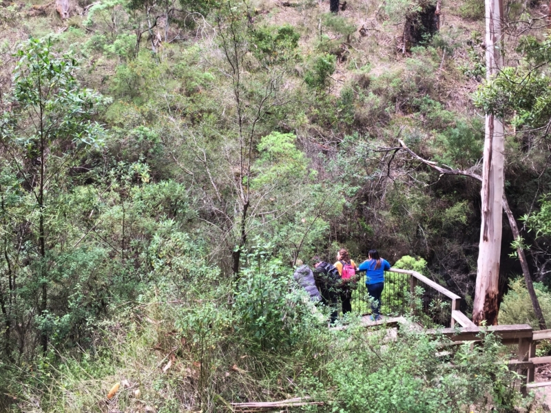 Henderson Falls walk via nature circuit, Lorne - Walking Maps
