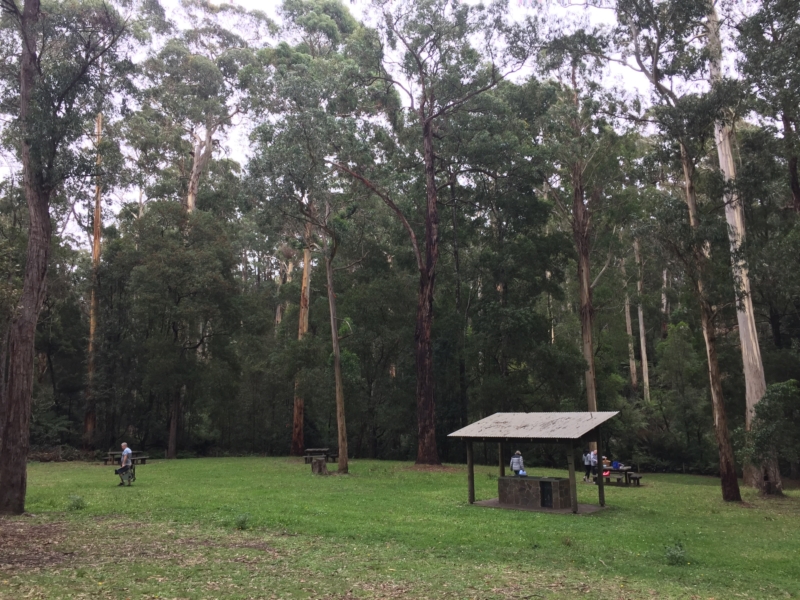Henderson Falls walk via nature circuit, Lorne - Walking Maps