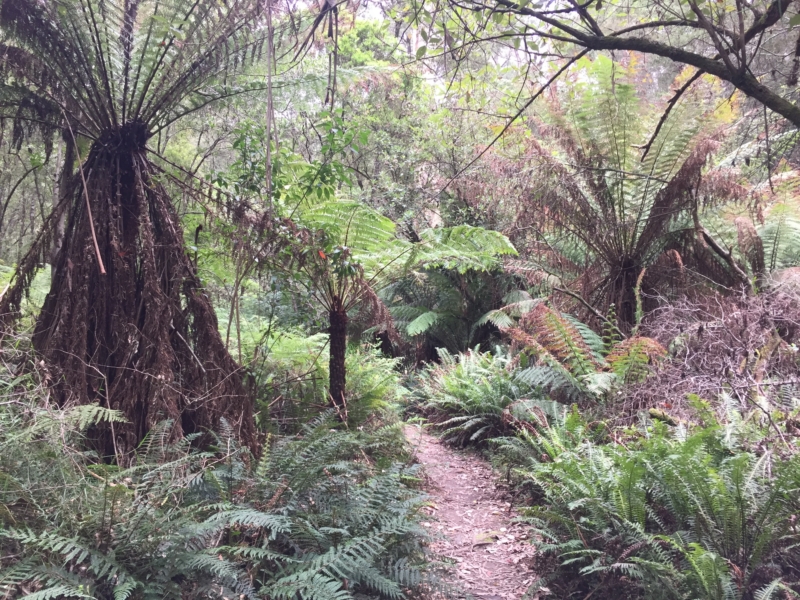 Henderson Falls walk via nature circuit, Lorne - Walking Maps