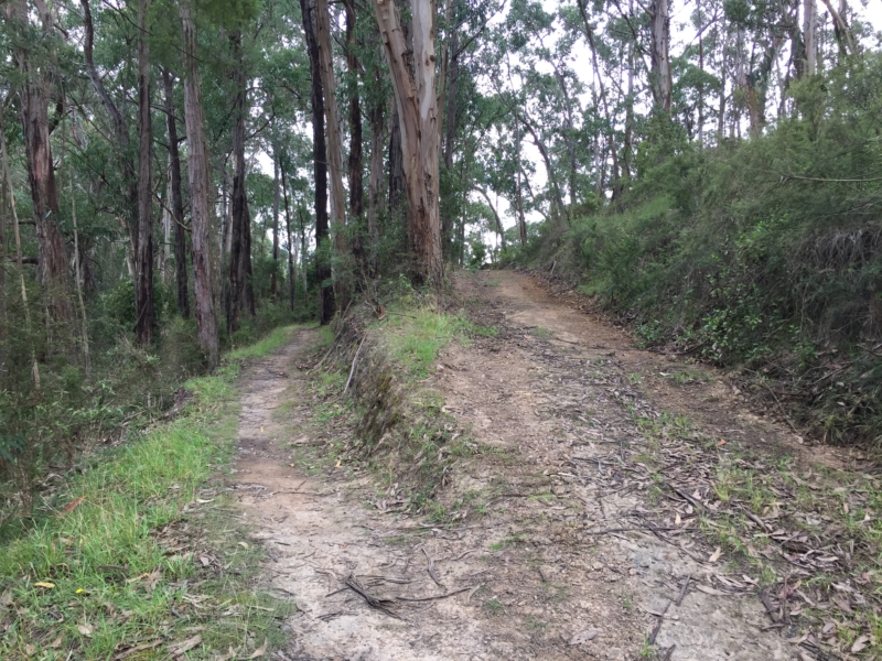 Henderson Falls walk via nature circuit, Lorne - Walking Maps