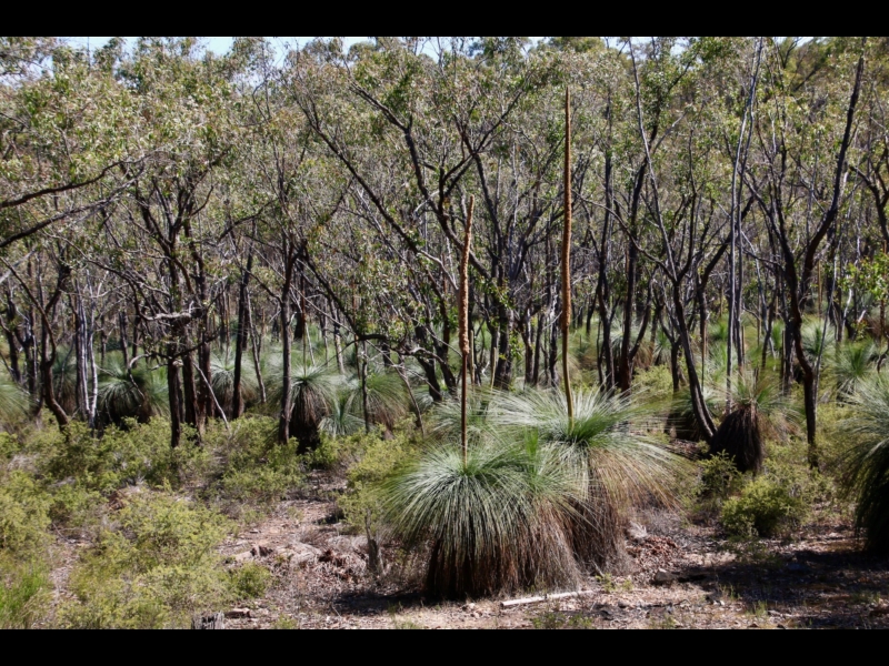 Whroo Historic Area Walk - Walking Maps