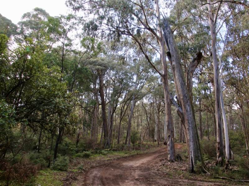 Dutchman's Walk, Strathbogie Forest - Walking Maps