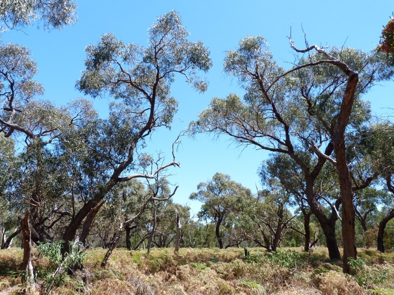 Braeside Park Walk - Walking Maps