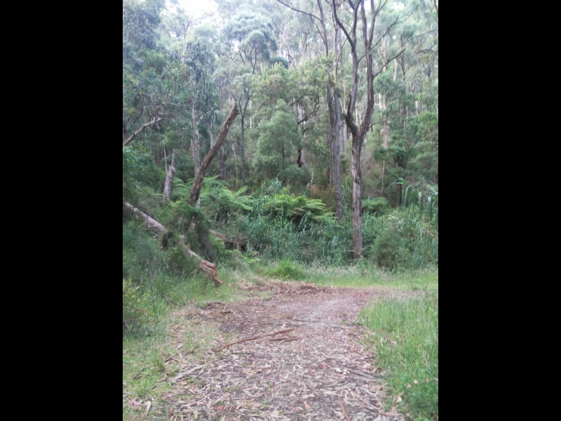 Ferndale - Walking Maps