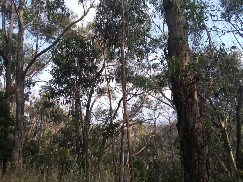 Ferndale - Walking Maps