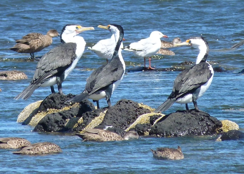 Point Cook Coastal Park Walk - Walking Maps