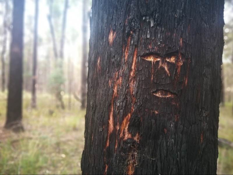 Explosive Magazine circuit walk, Bruthen - Walking Maps