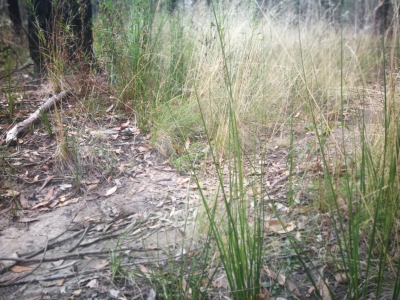 Explosive Magazine circuit walk, Bruthen - Walking Maps