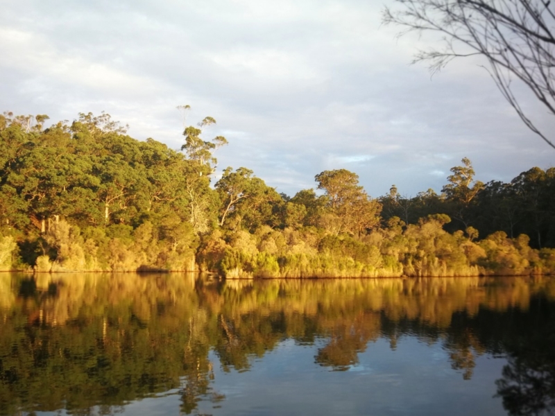 Nowa Nowa wetlands walk - Walking Maps
