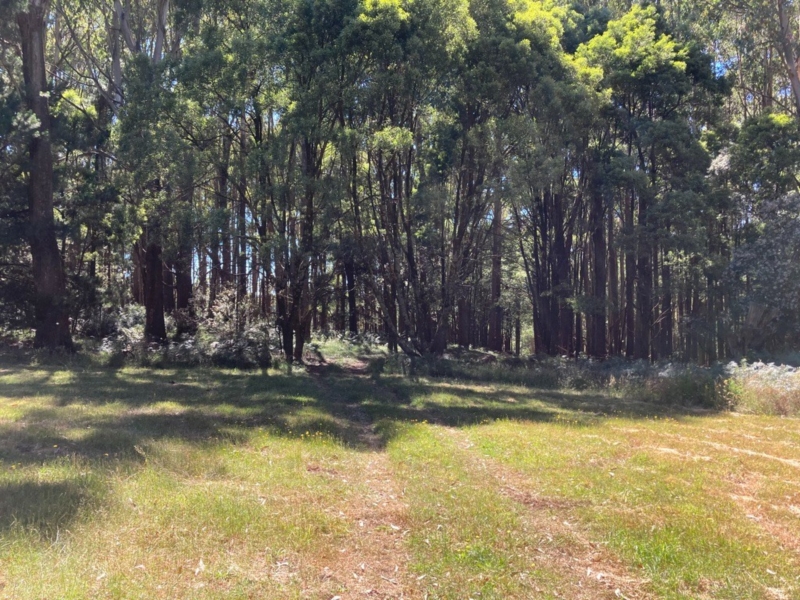 Mount Macedon hike - Walking Maps