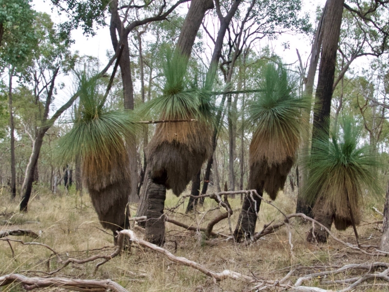 Pangarang Lookout Walk - Walking Maps