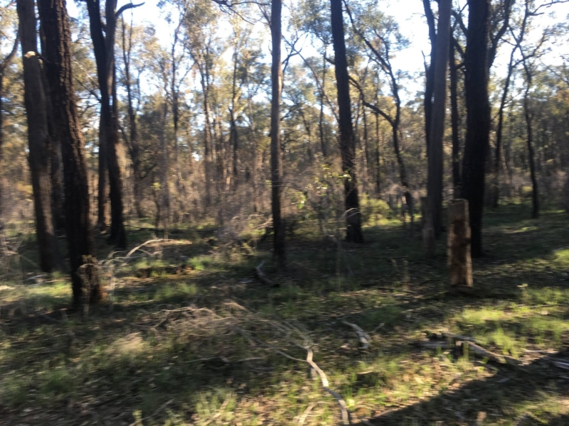 Springtime Flower Walking Track (Warby-Ovens National Park) - Walking Maps