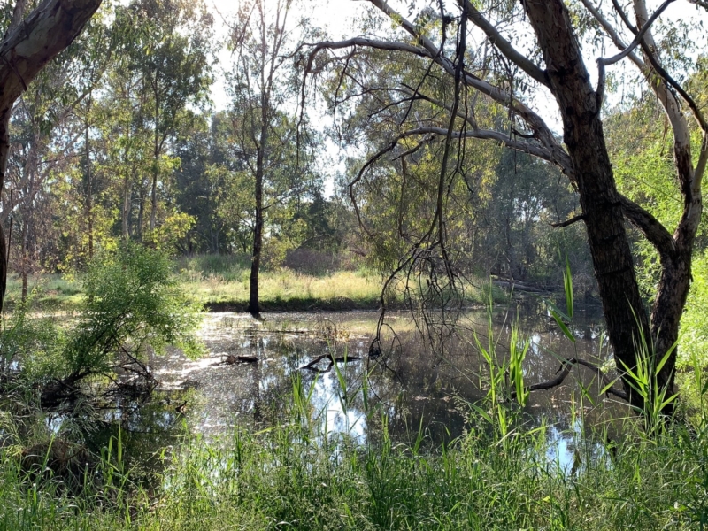 Kiewa River wetland trail - Walking Maps