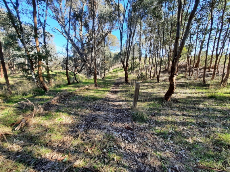 Huon Hill Cruisy Circuit - Walking Maps