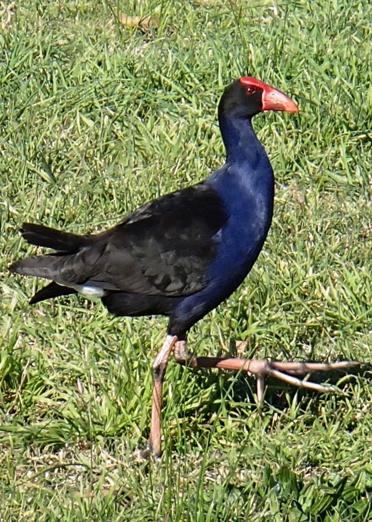 Tirhatuan Park, Dandenong - Walking Maps