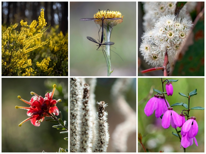 Colin Officer Flora Reserve - Walking Maps