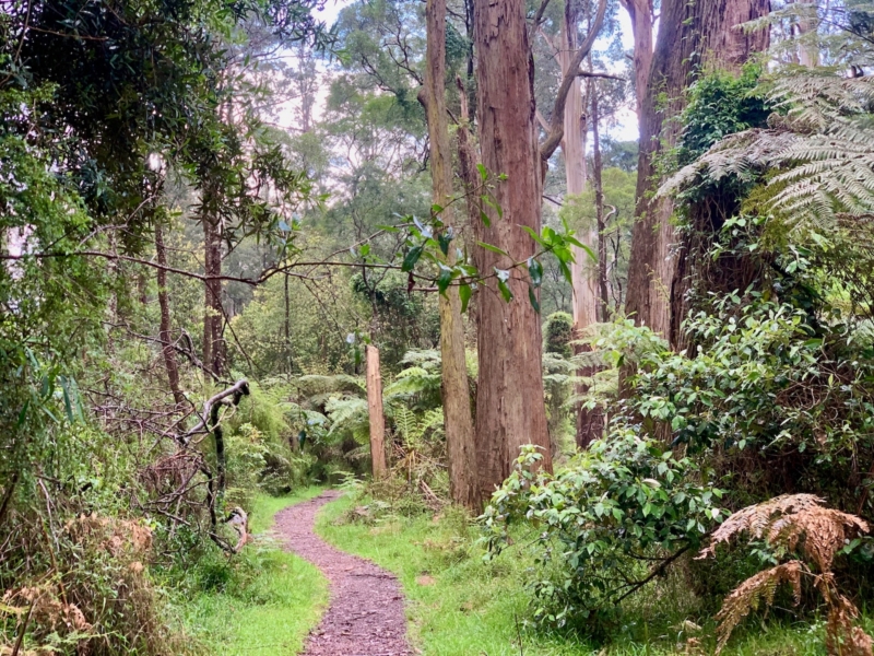 Margaret Lester Forest Walk - Walking Maps