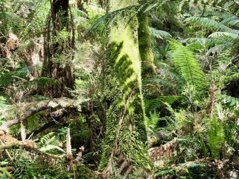 Coranderrk Weir loop walk - Walking Maps