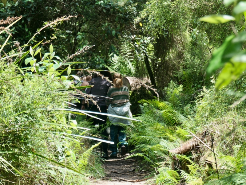 Coranderrk Weir loop walk - Walking Maps