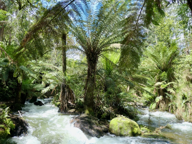 Coranderrk Weir loop walk - Walking Maps