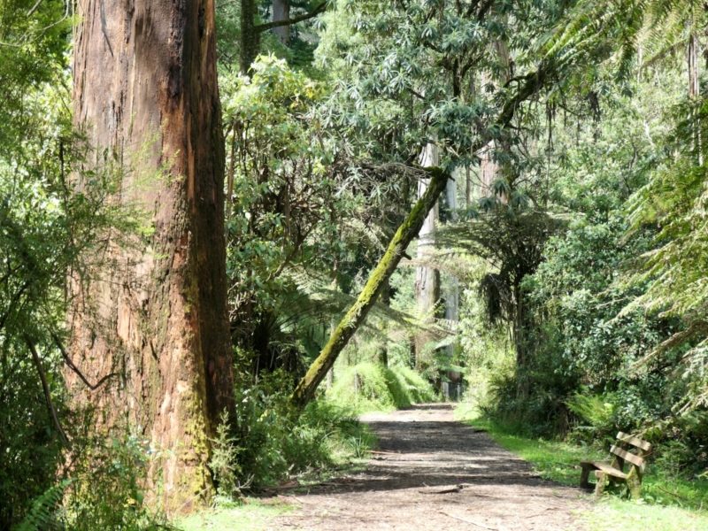 Coranderrk Weir loop walk - Walking Maps
