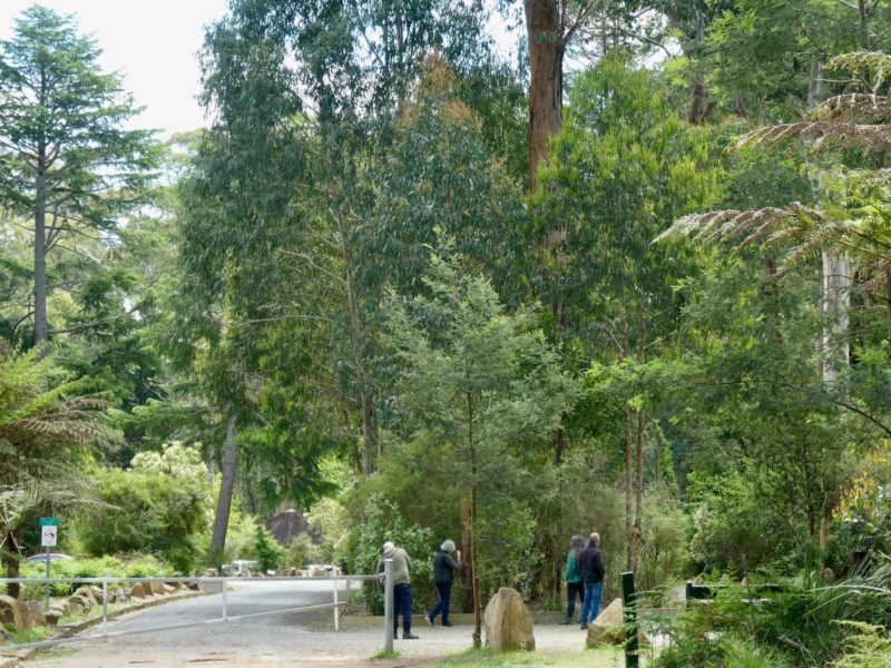 Coranderrk Weir loop walk - Walking Maps
