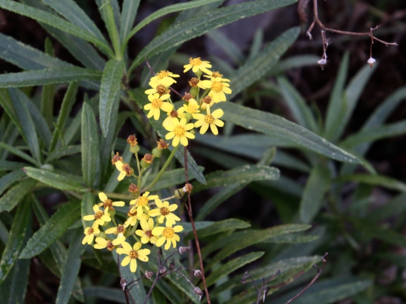 Middle Lagoon & Beach loop walk - Walking Maps