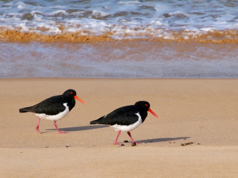 Middle Lagoon & Beach loop walk - Walking Maps