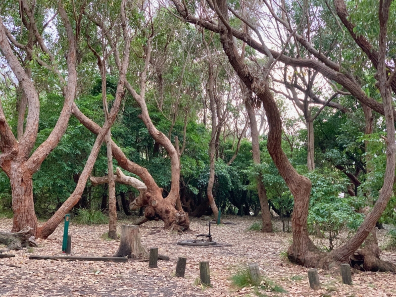 Mimosa Rocks / Aragunnu Beach walk - Walking Maps