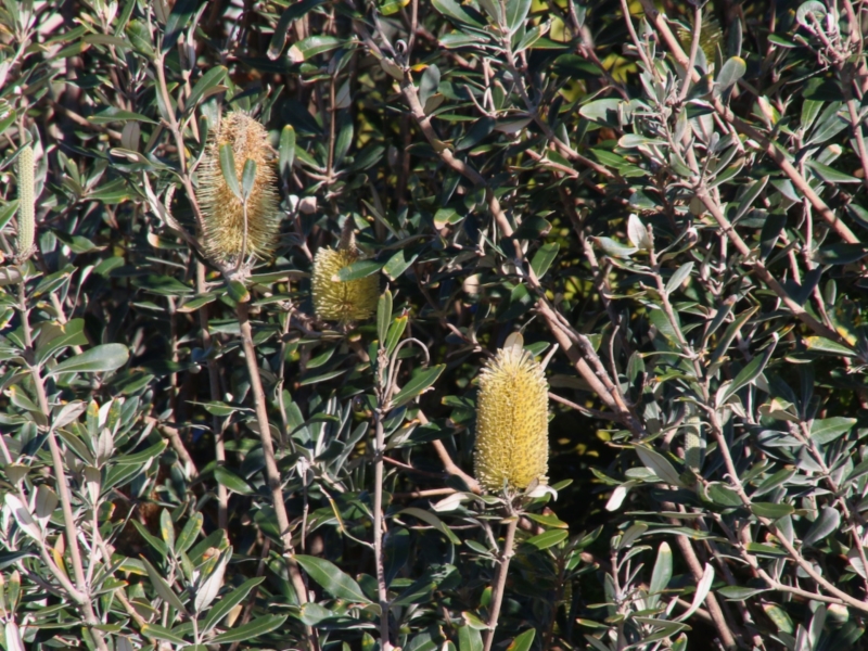 Pinnacles loop walk - Walking Maps