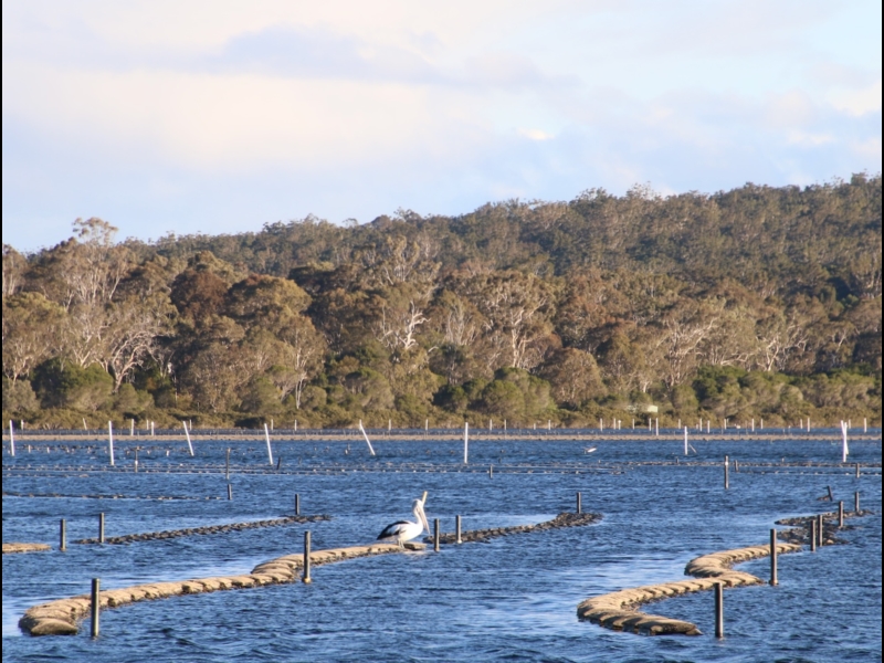 Merimbula Boardwalk - Walking Maps