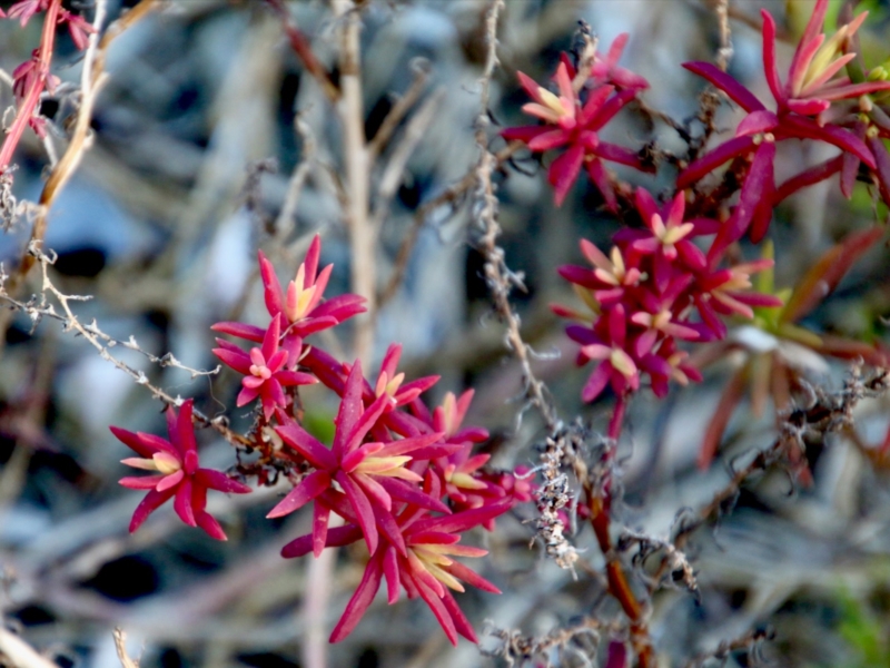 Merimbula Boardwalk - Walking Maps