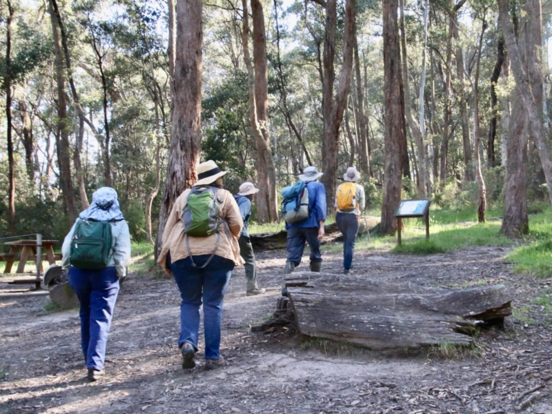Timbertop Saddle to Mt Timbertop summit walk - Walking Maps
